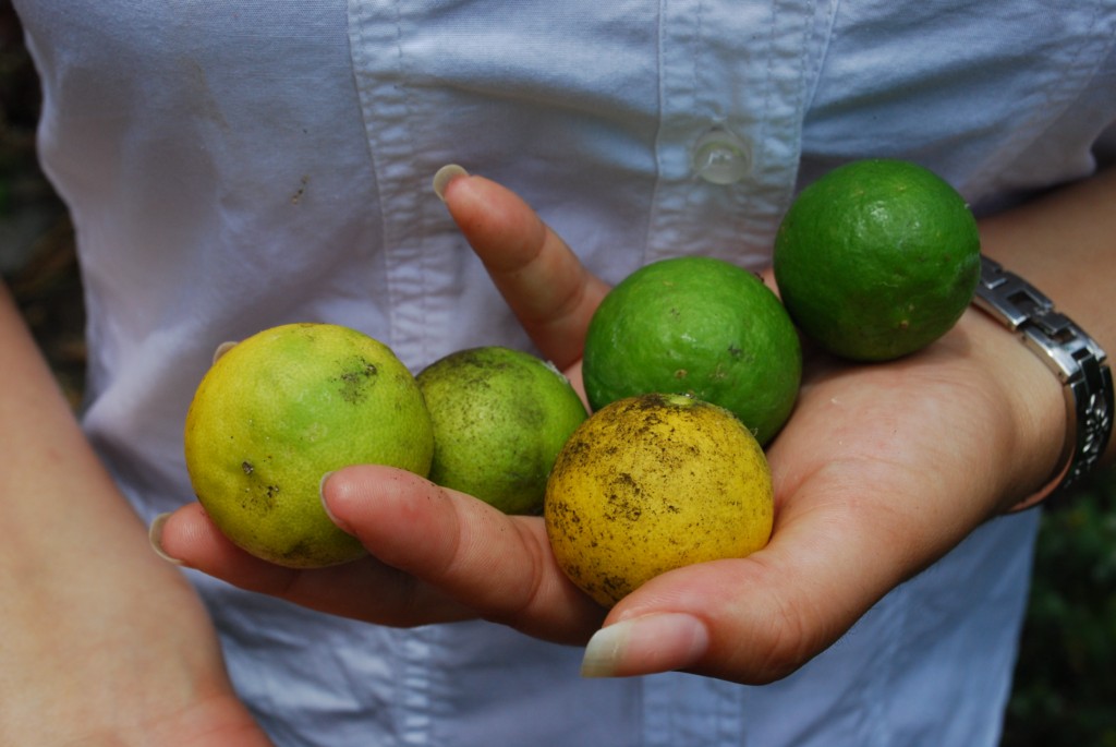 Une vie Bo-Vinh: jardin d'ailleurs ...